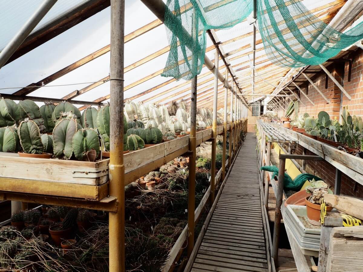 altes_Gewaechshaus_Kakteen_Haage - Places and Pleasure